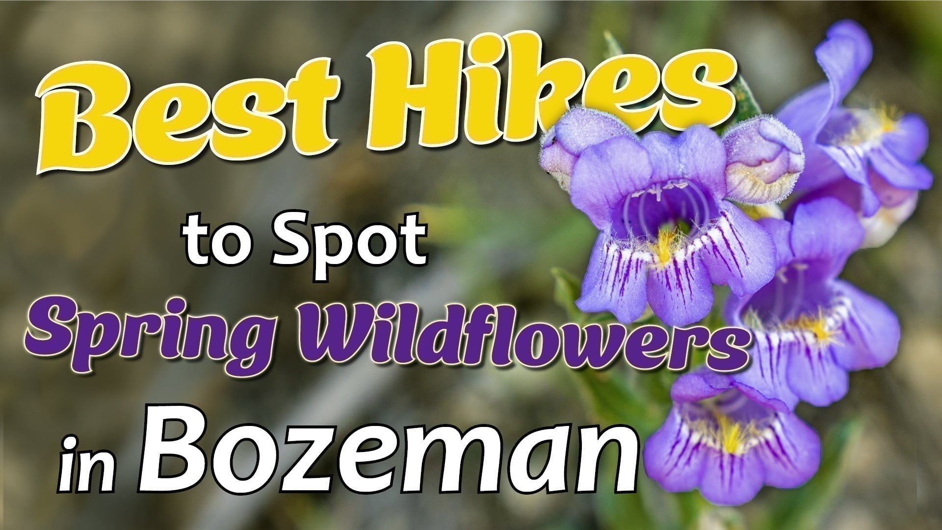 Best Hikes to Spot Spring Wildflowers in Bozeman Montana – Montana Gift ...
