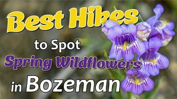 Best Hikes to Spot Spring Wildflowers in Bozeman Montana – Montana Gift ...