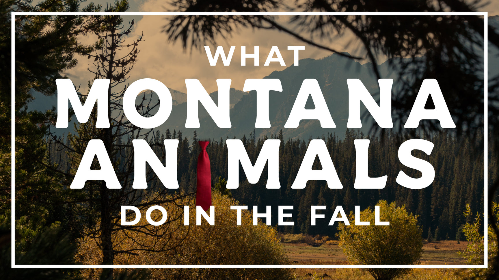What do Montana Animals Do in the Fall? – Montana Gift Corral