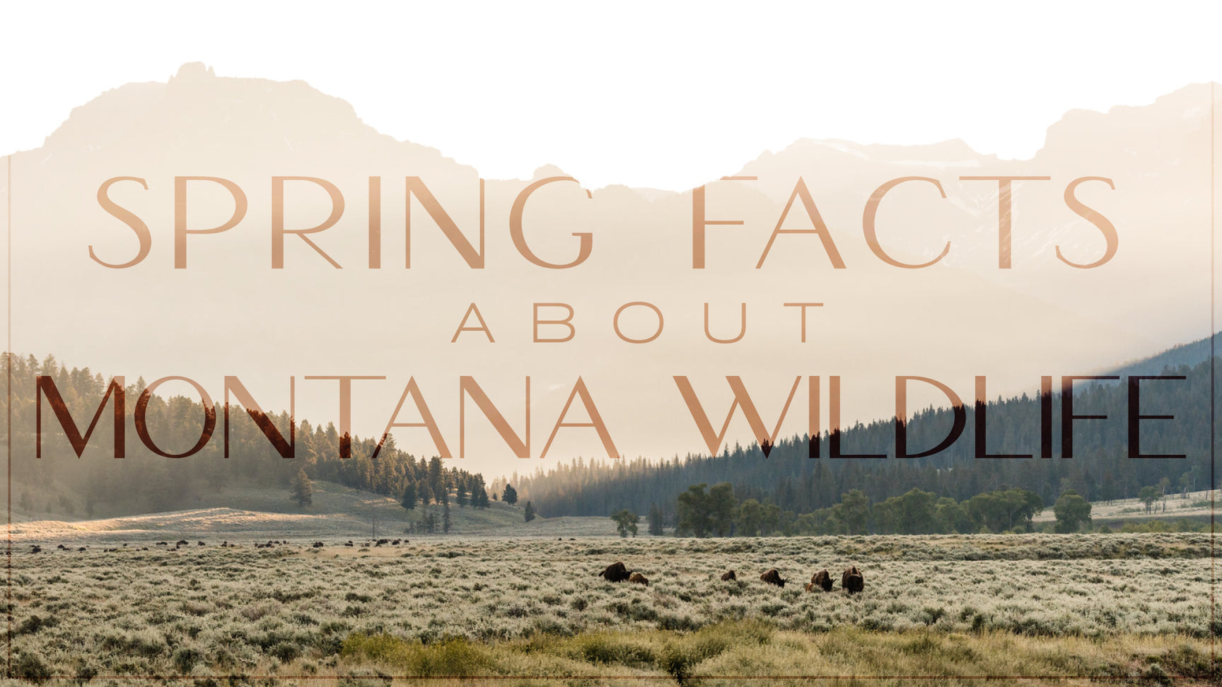 Spring Facts about Montana Animals – Montana Gift Corral