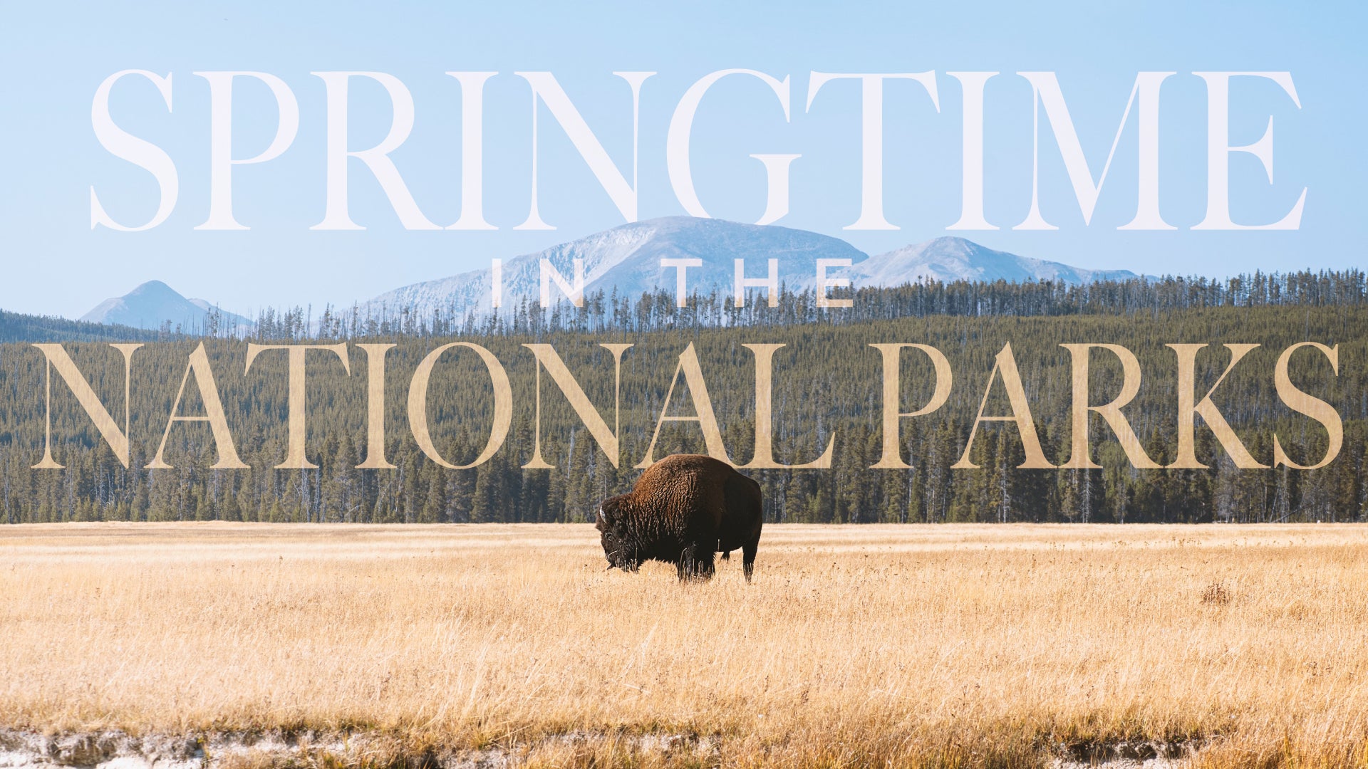 Springtime in the National Parks - What to Expect! – Montana Gift Corral